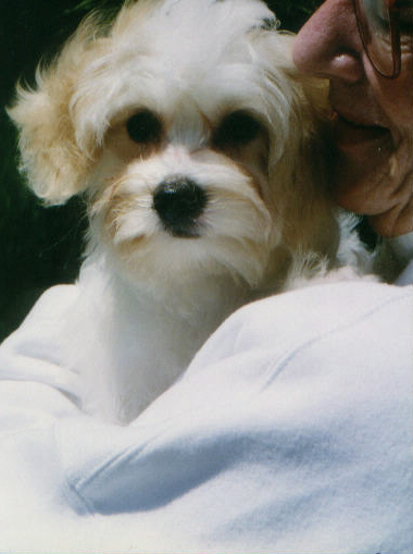 Daisy Dogs Picture Gallery - Page 1