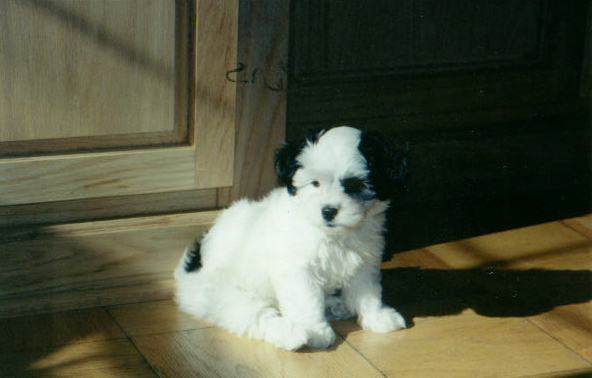Daisy Dogs Picture Gallery - Page 1