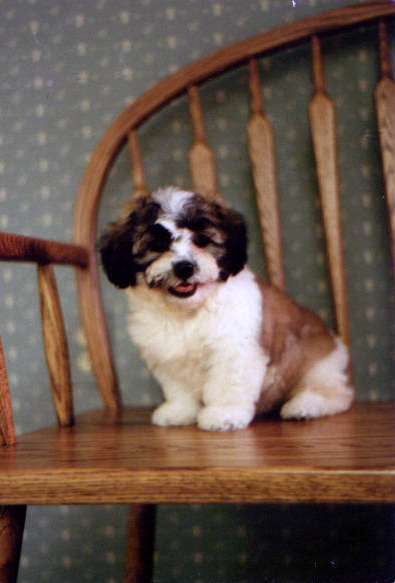 Daisy Dogs Picture Gallery - Page 1