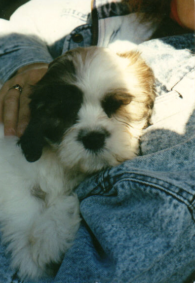 Daisy Dogs Picture Gallery - Page 2