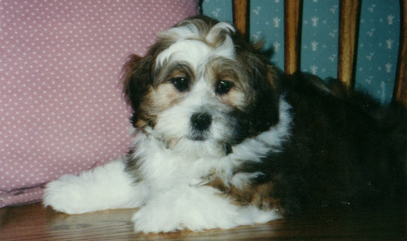 Daisy Dogs Picture Gallery - Page 2