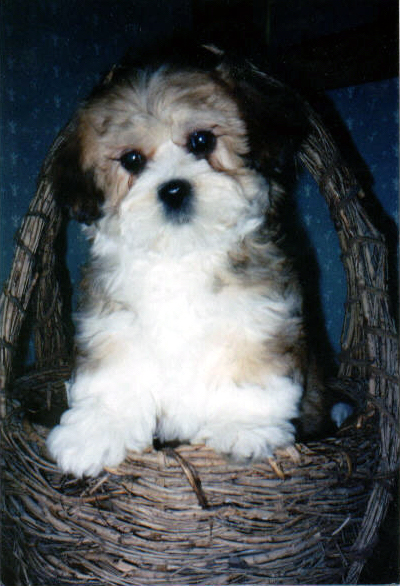 Daisy Dogs Picture Gallery - Page 3