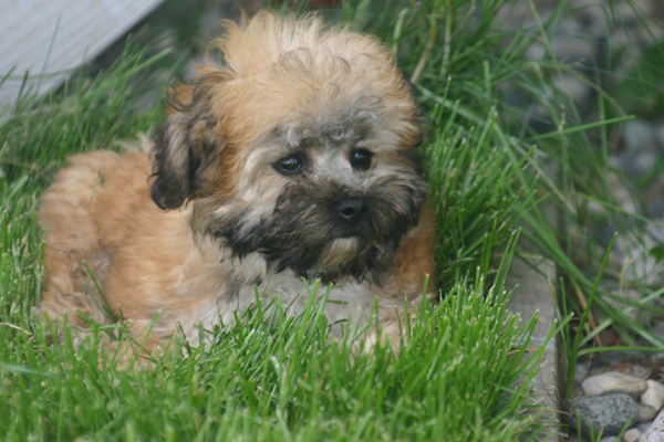 Daisy Dogs Picture Gallery - Page 3