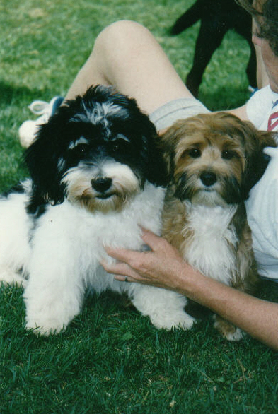 Daisy Dogs Picture Gallery - Page 3