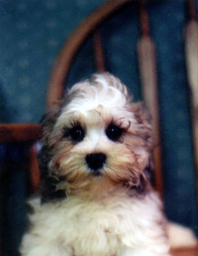 Daisy Dogs Picture Gallery - Page 3
