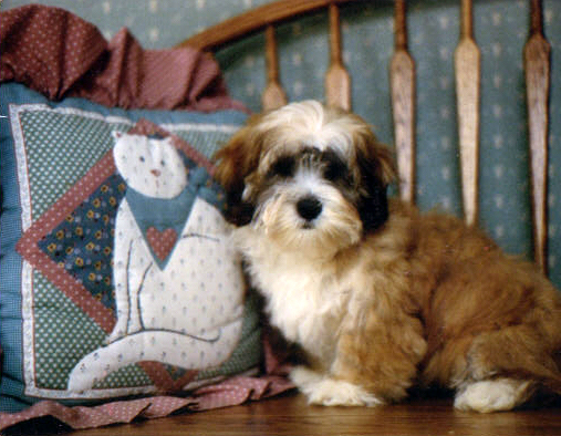 Daisy Dogs Picture Gallery - Page 3