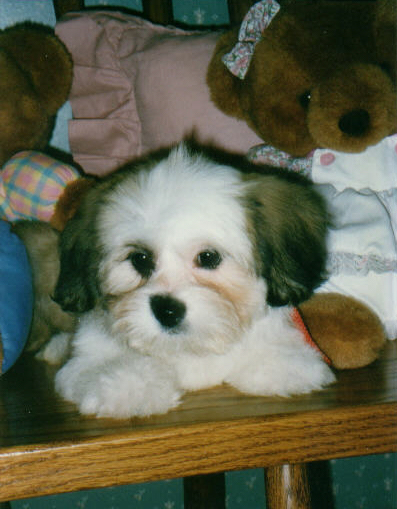 Daisy Dogs Picture Gallery - Page 4